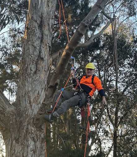 Otway Trees - Professional Tree Trimming Services in Colac 3250